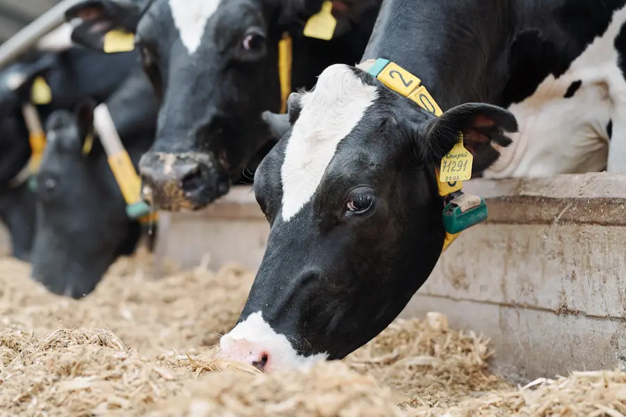 Total Mixed Ration in dairy cow feed: a review